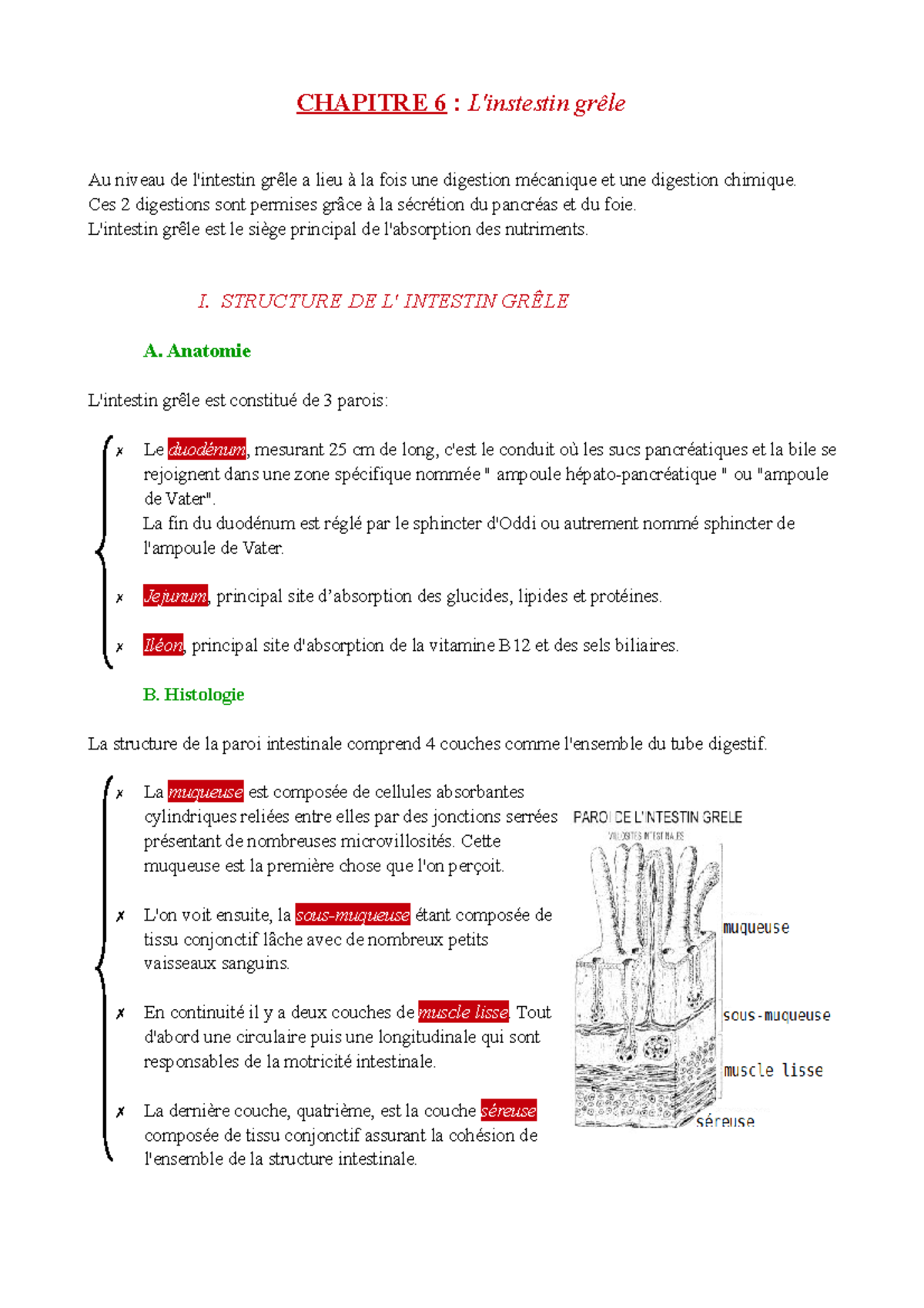 Instestin grele et gros - CHAPITRE 6 : L'instestin grêle Au niveau de l ...