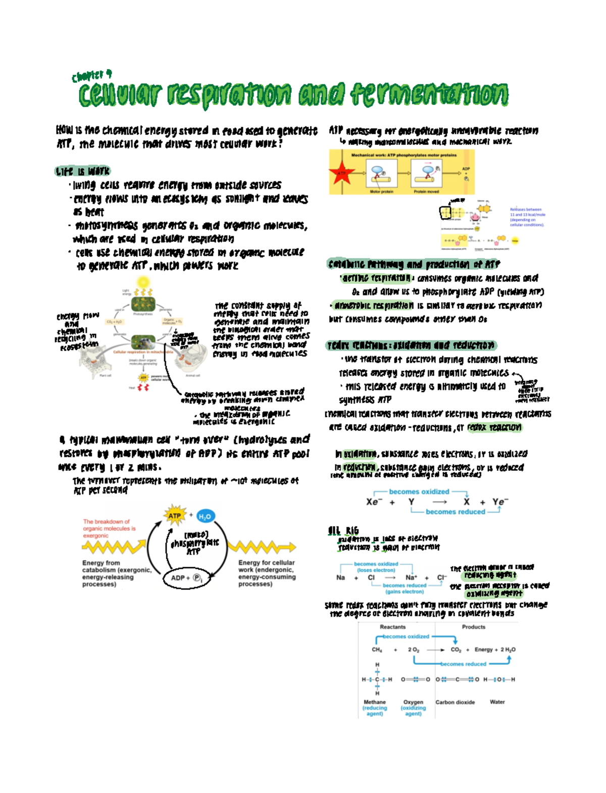 Chapter 9, cellular respiration and fermentation - BIO100 - Studocu
