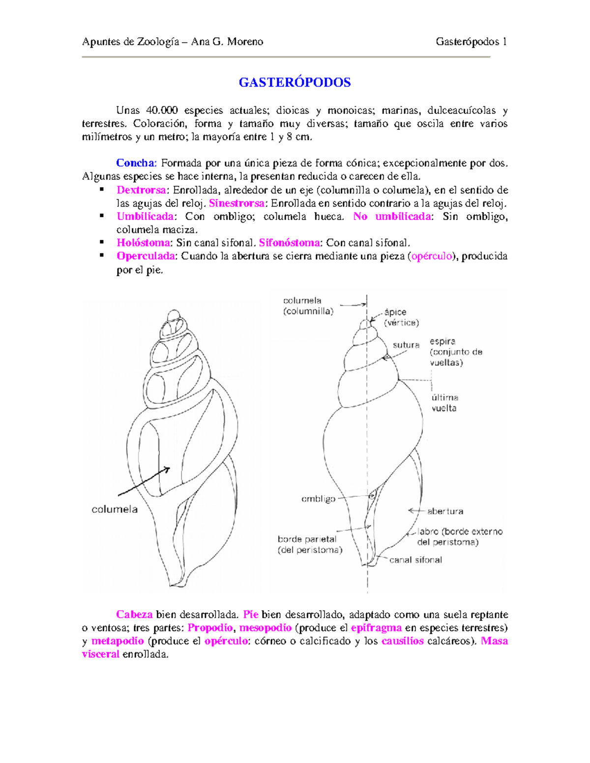 Gasteropodos - Gasterópodos 1 GASTERÓPODOS Unas 40 especies actuales ...