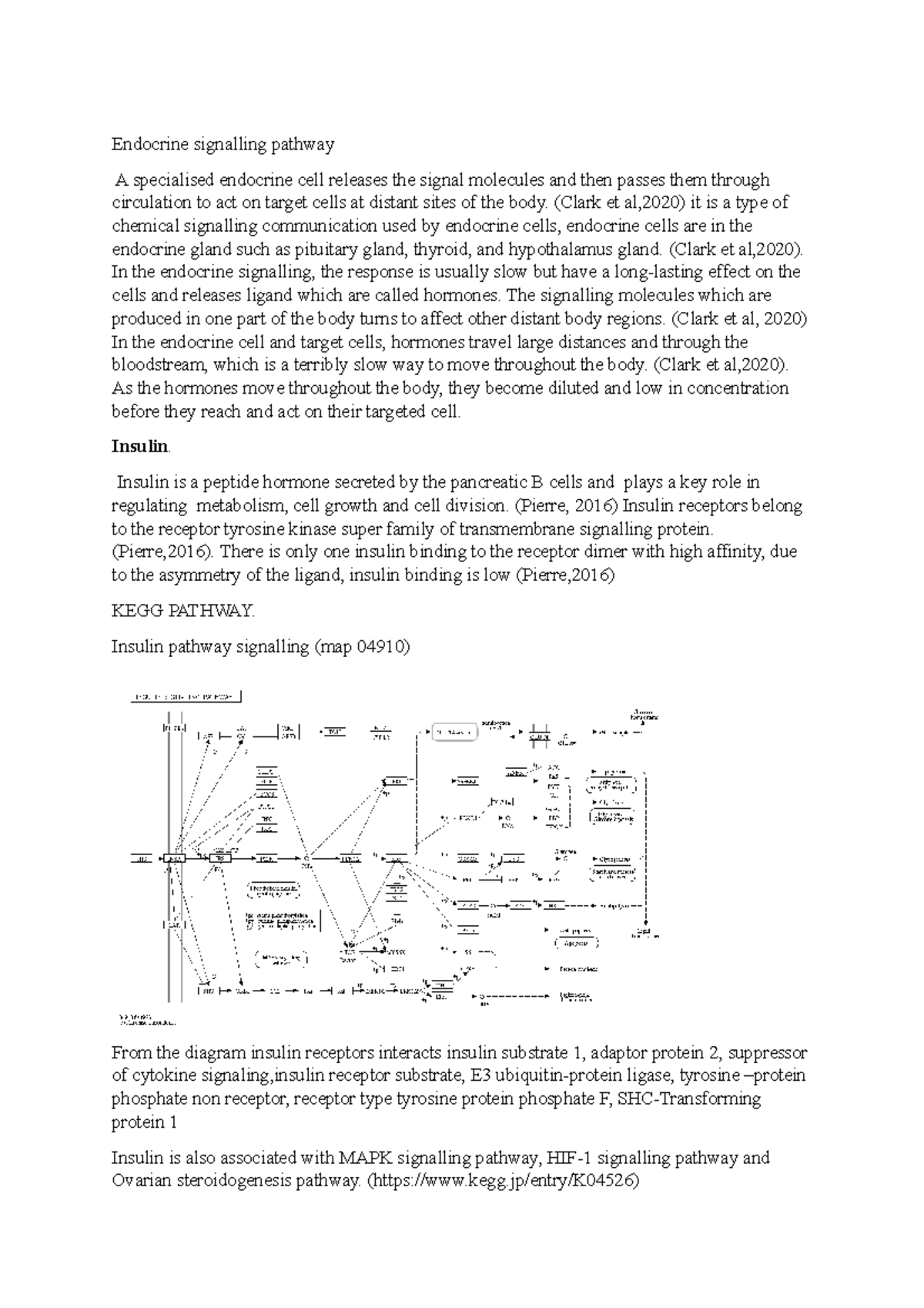 Bio 1121 written assessment unit 5 - Endocrine signalling pathway A ...