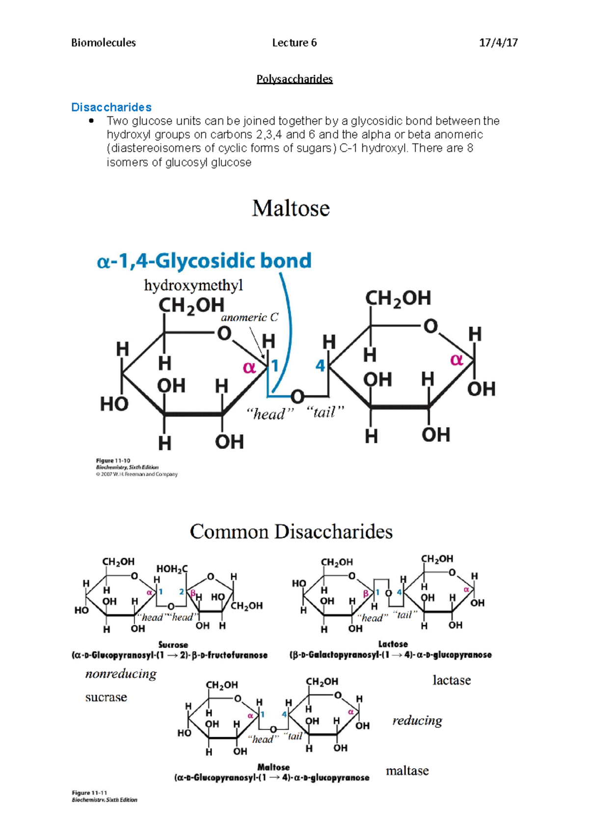 Polysaccharides - Lecture notes 6 - Biomolecules Lecture 6 17/4/17 ...