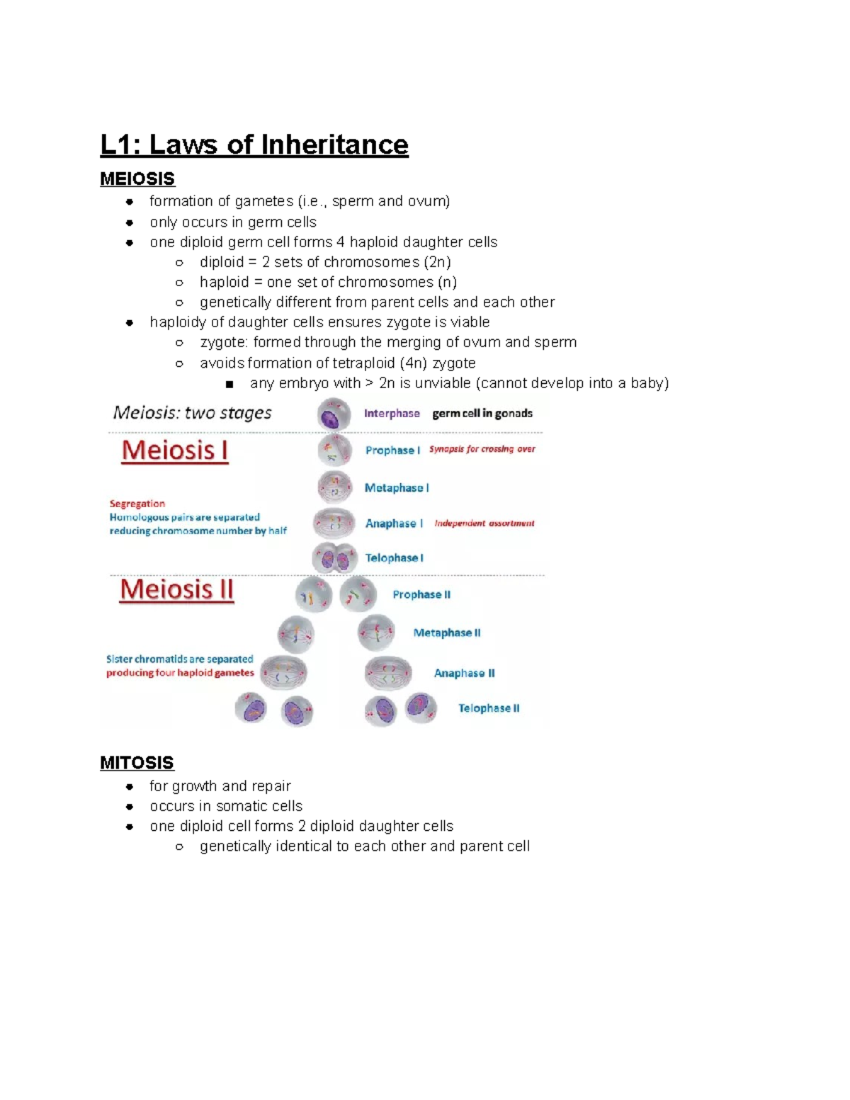 A232 Complete Notes - L1: Laws of Inheritance MEIOSIS formation of ...