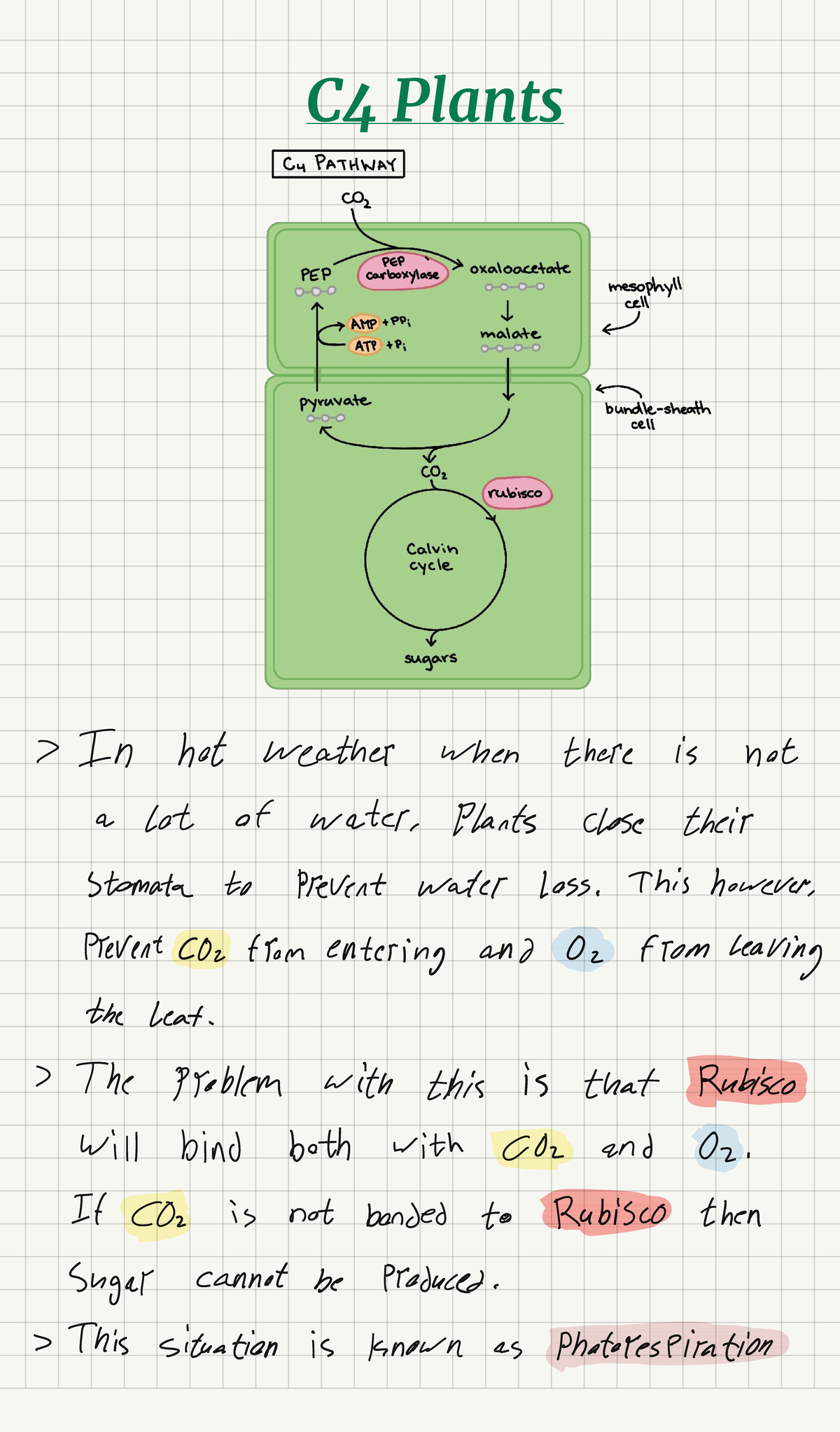 C4 & Cam Plants - Biol102 - C4 Plants - Studocu