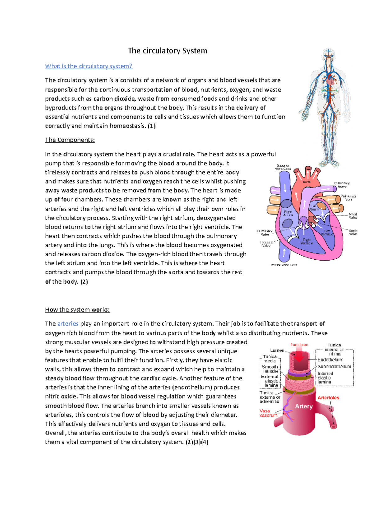 The circulatory System - The circulatory System What is the circulatory ...