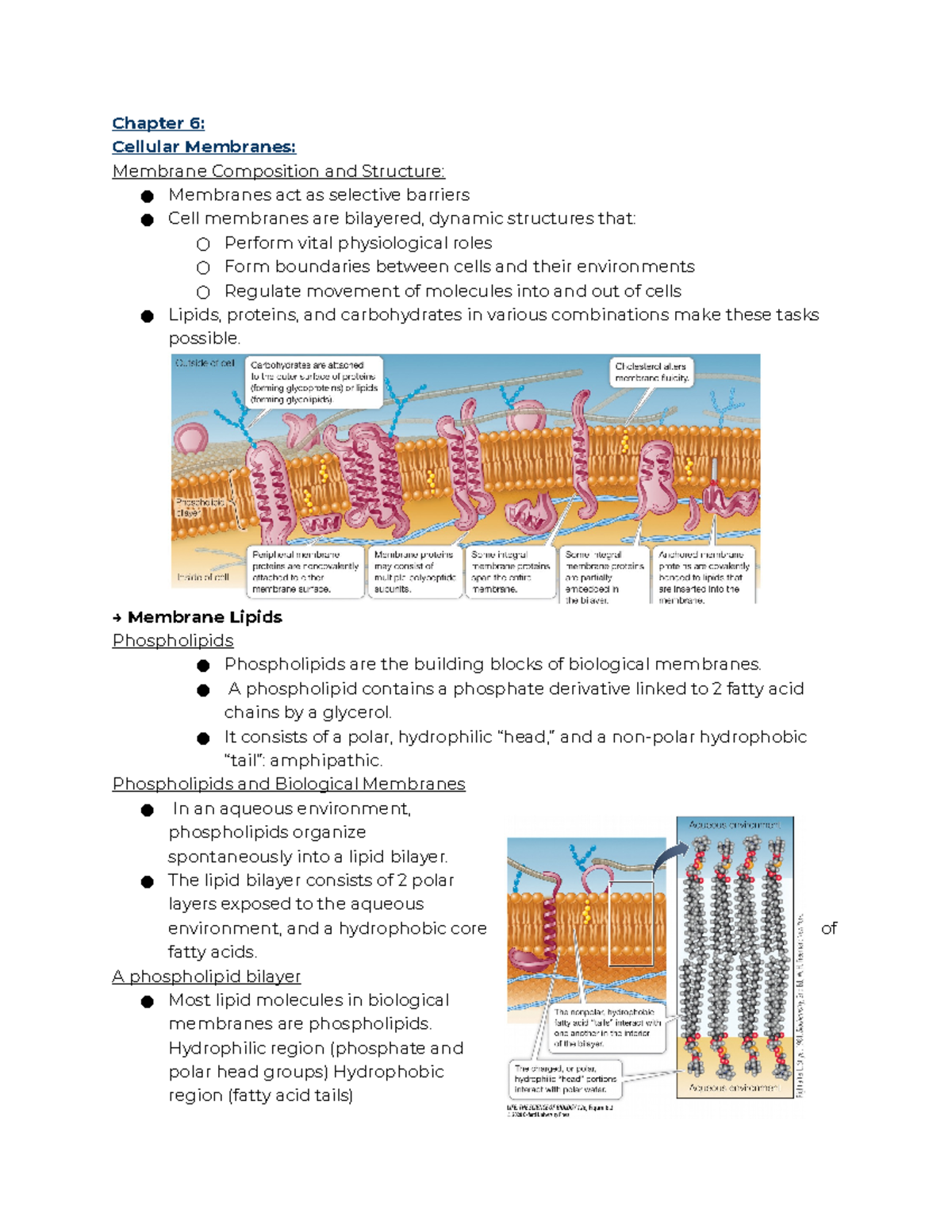 Lecture notes chapter 6 - Chapter 6: Cellular Membranes: Membrane ...