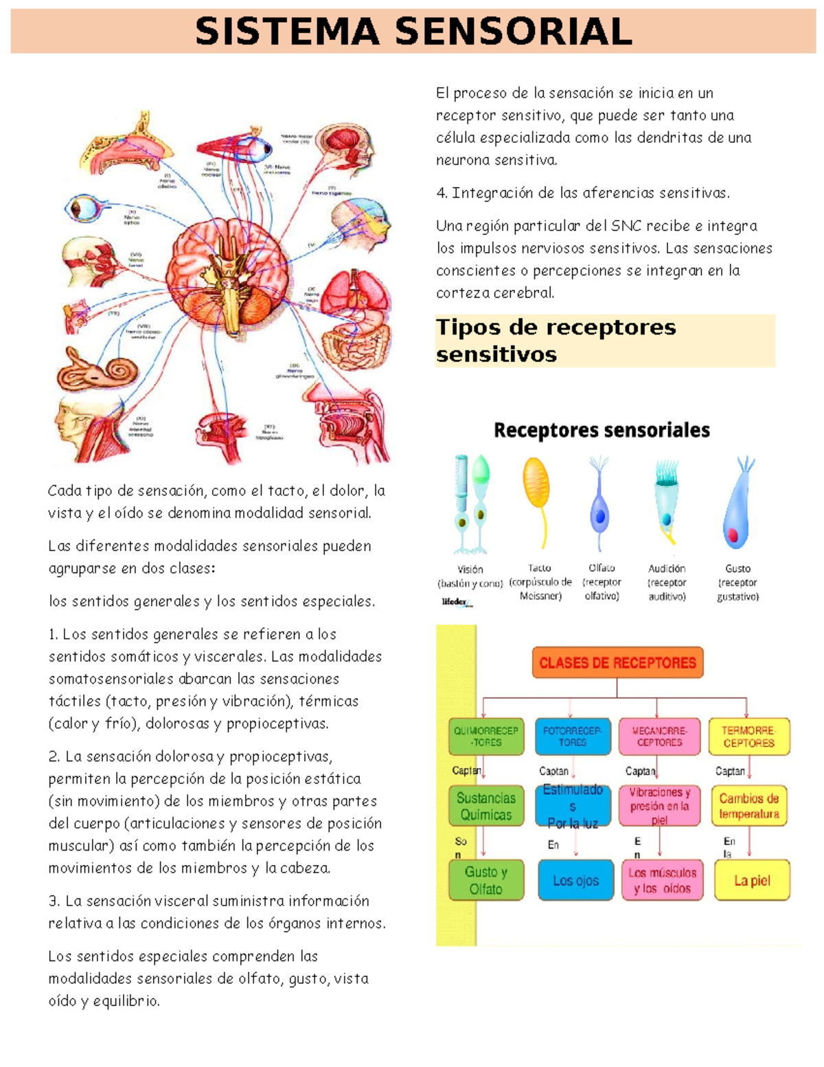Sistema Sensorial - Trabajo educativo - Cada tipo de sensación, como el ...