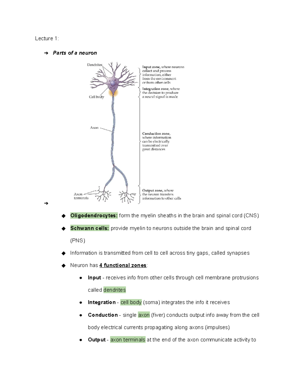 Neuroscience Study Guide - Lecture 1: Parts of a neuron ...