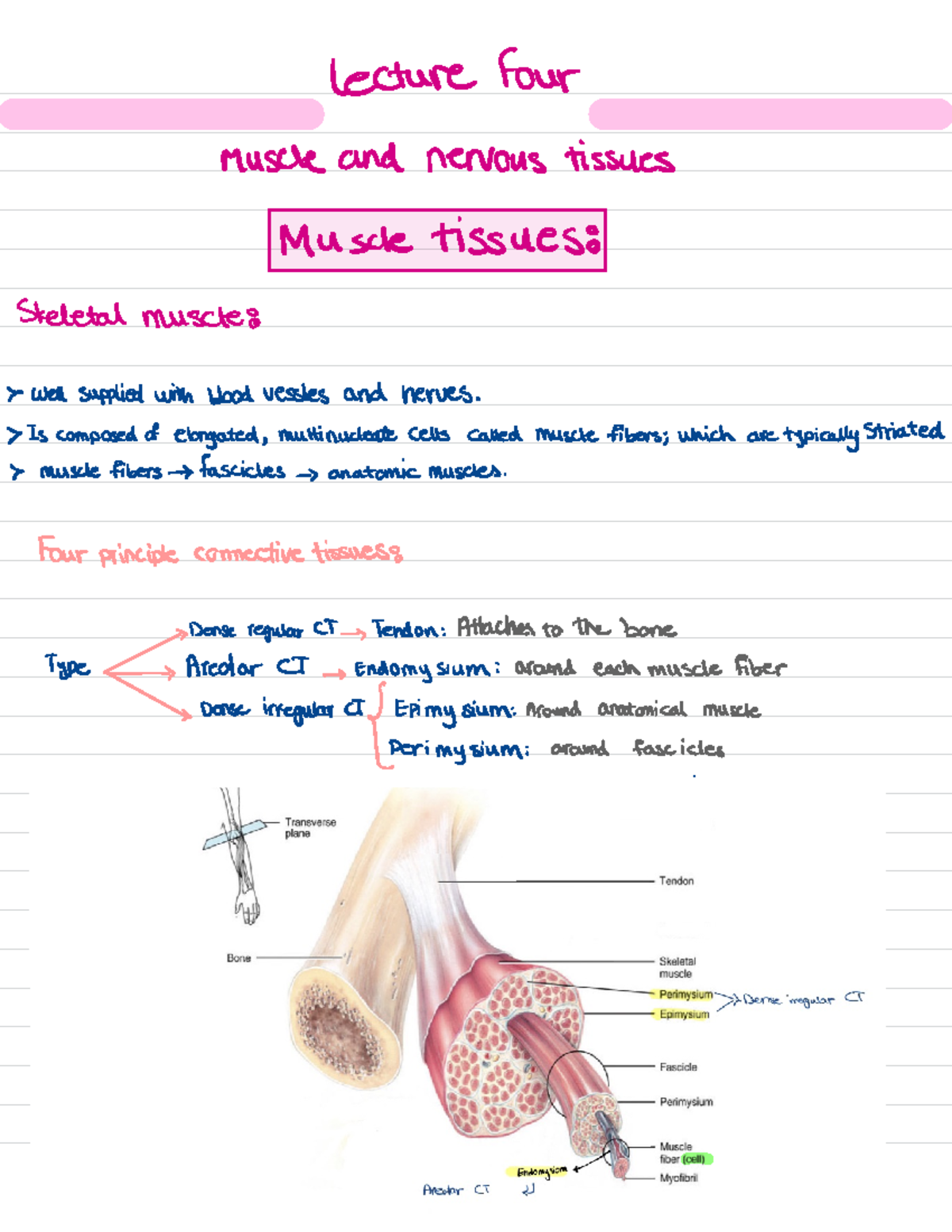 Biosci-107 muscles - Lecture four muscle and ####### nervous tissues ...