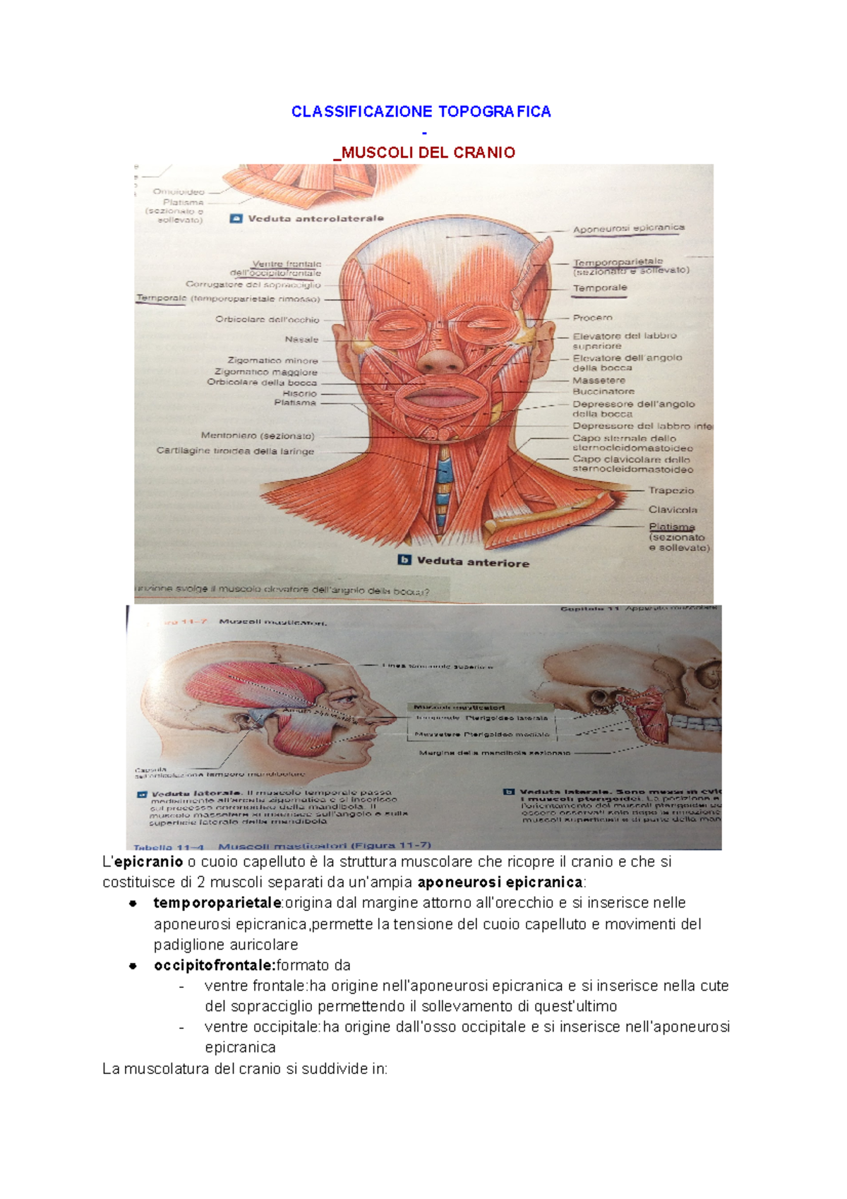 Lezione 17 Muscoli Assili - CLASSIFICAZIONE TOPOGRAFICA _MUSCOLI DEL ...
