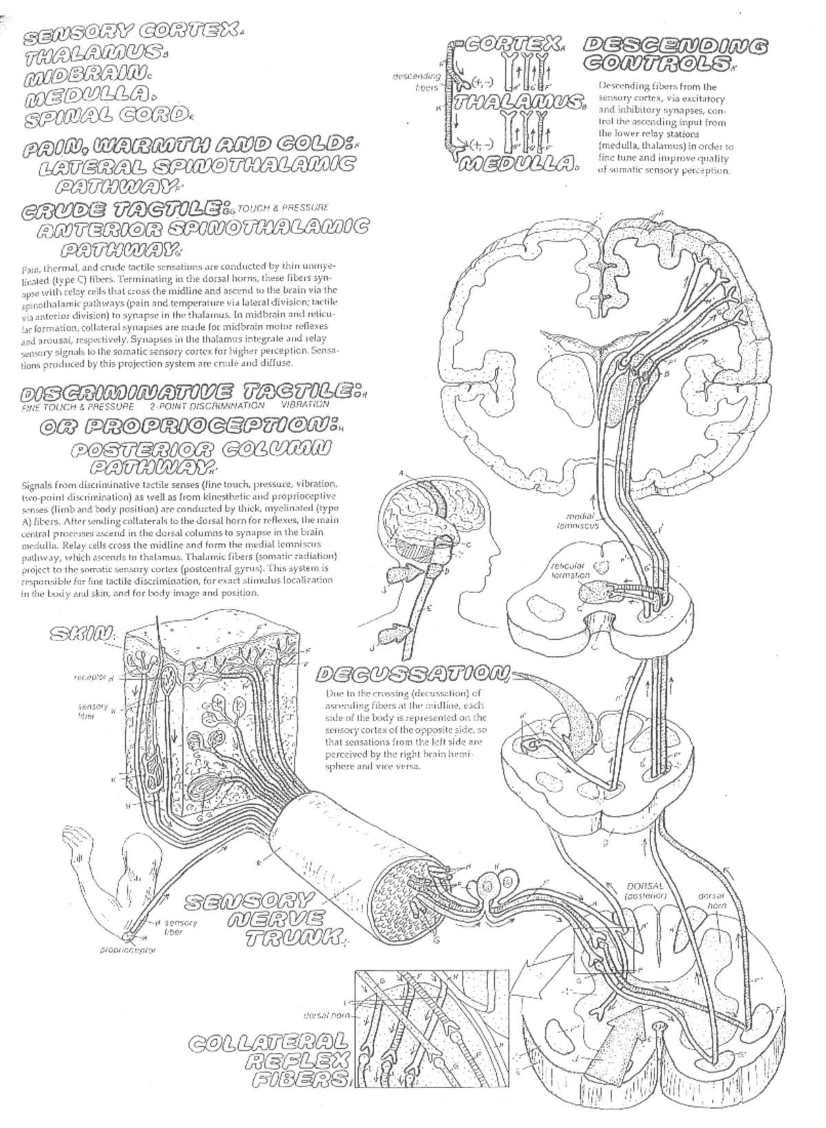 Sistema aferente somático colorear - Fisiologia - Studocu