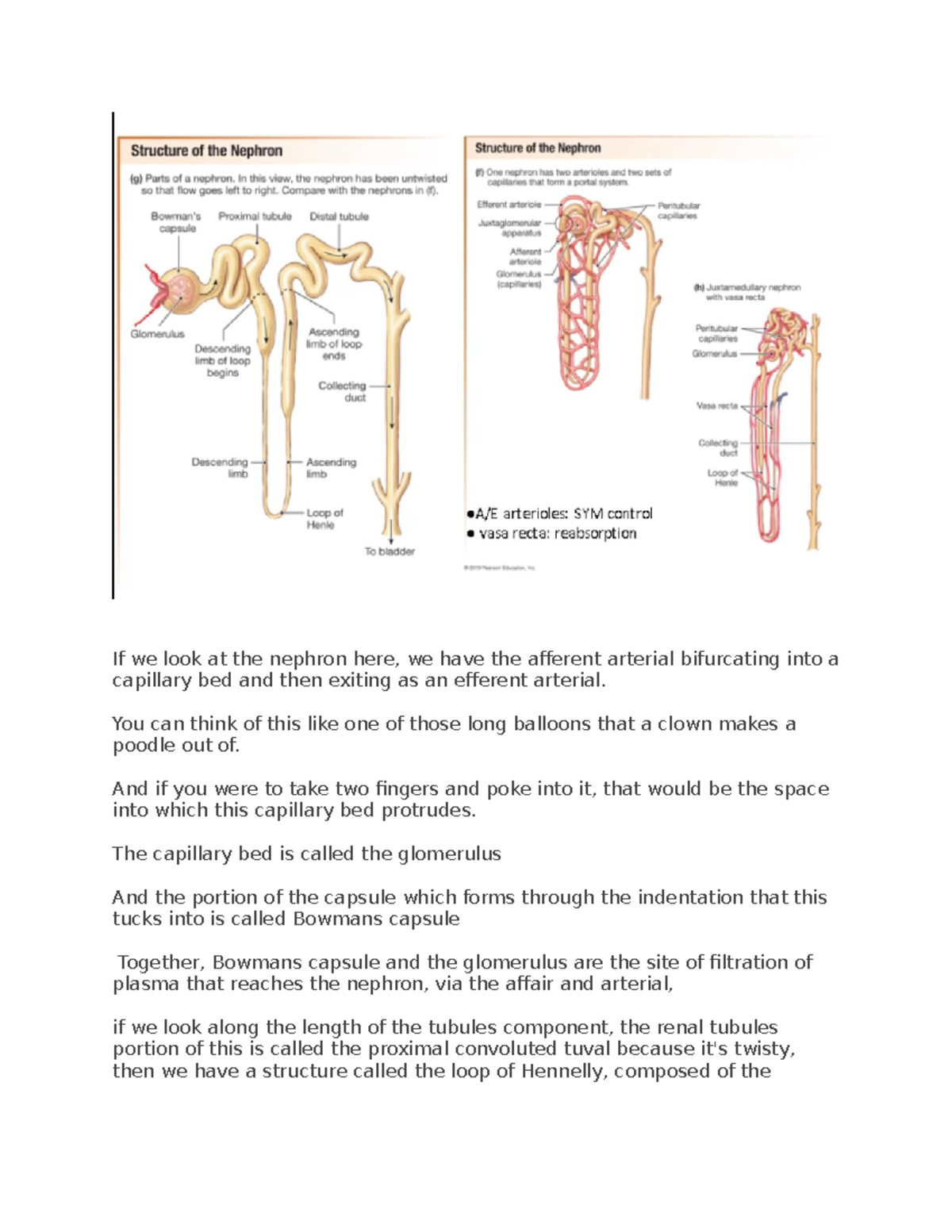 Kidneys - If we look at the nephron here, we have the afferent arterial ...