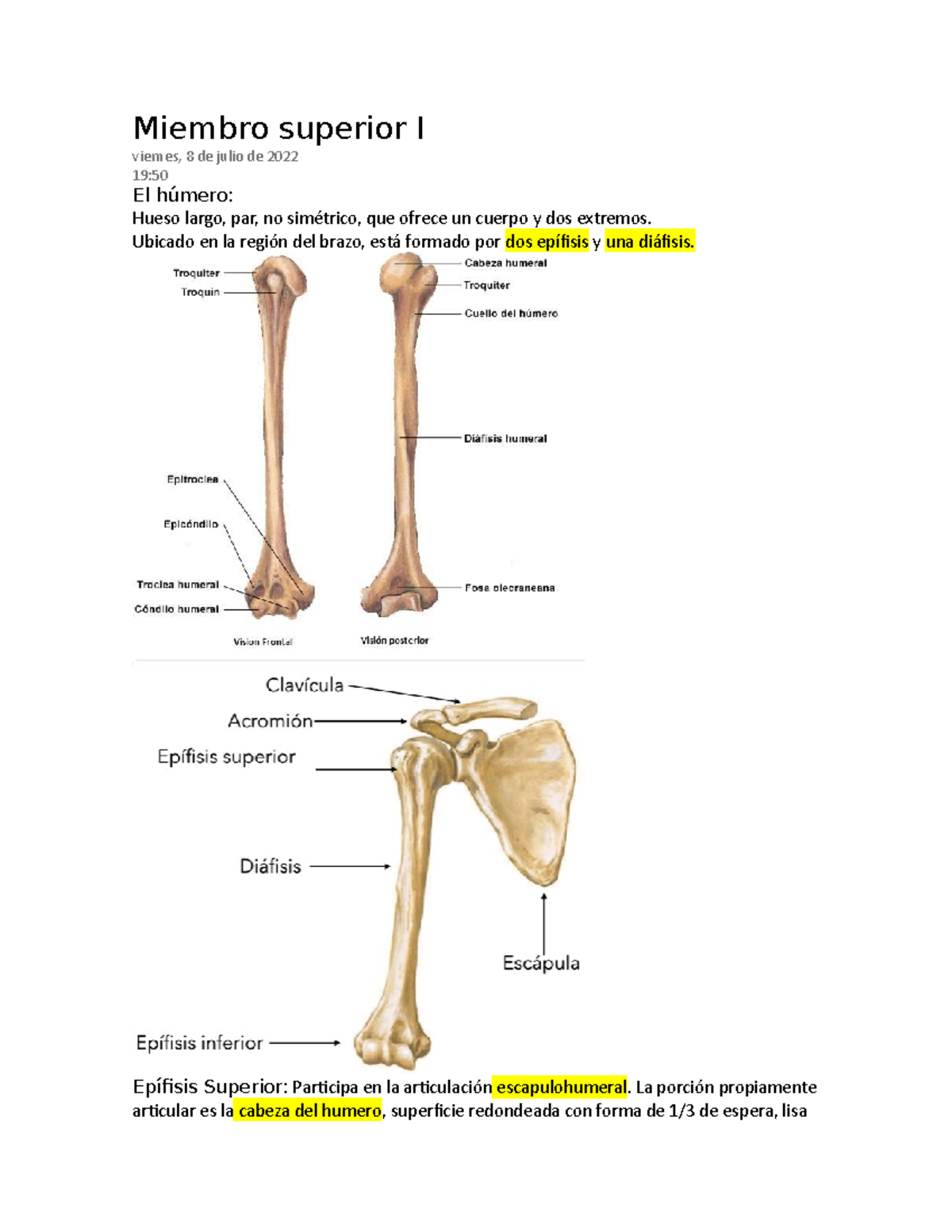 Miembro Superior 1 - Humero, musculos, ligamentos, partes del hueso y ...