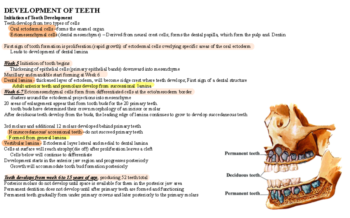 OEH CH5 - Fall 2022 Mrs. Van - DEVELOPMENT OF TEETH Initiation of Tooth ...