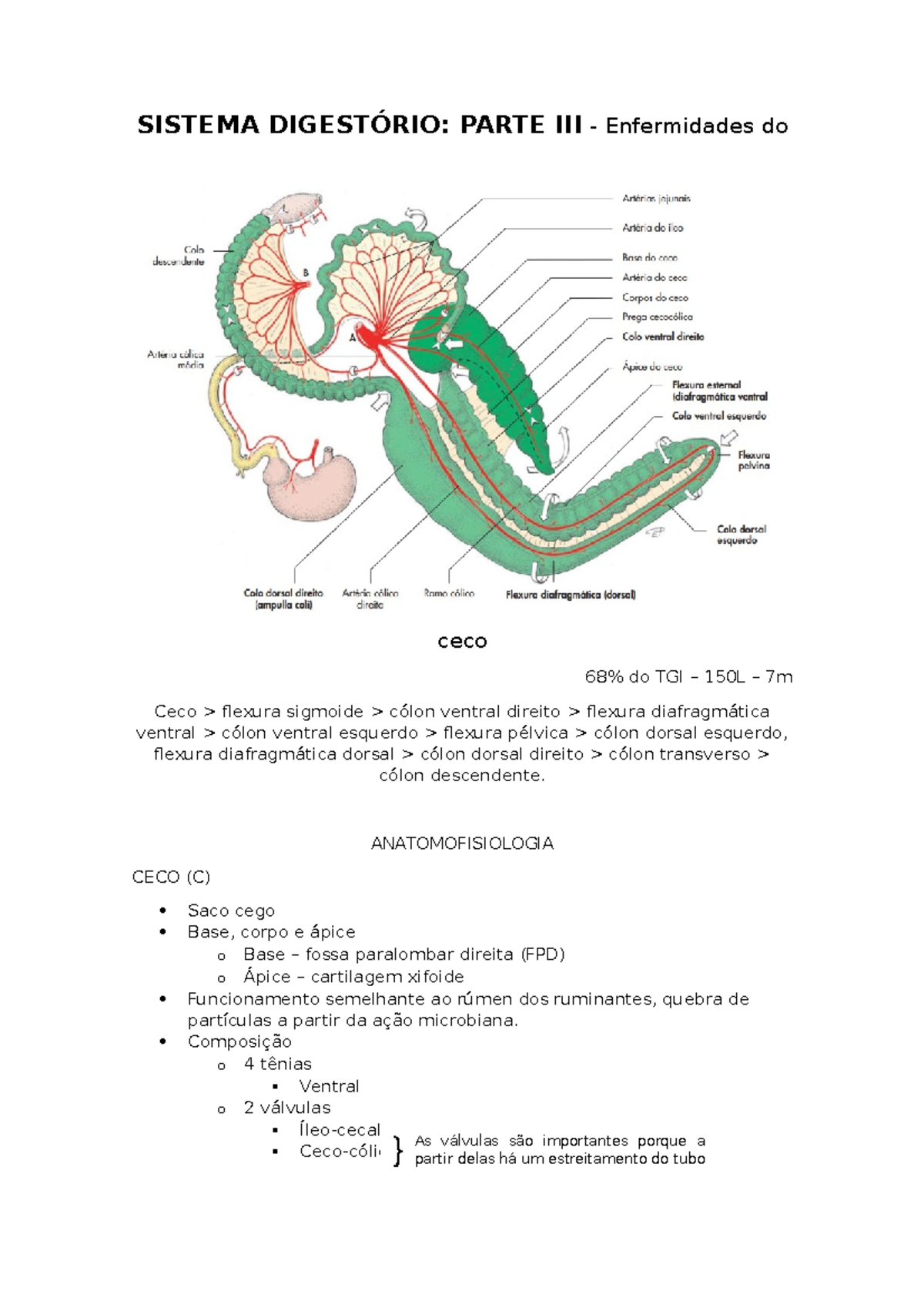 4 Sistema digestório - Ceco e Cólon (13-20 - SISTEMA DIGESTÓRIO: PARTE ...