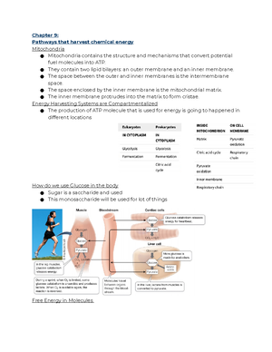 Bio lab 3 histology - assignment - Histology: Mammalian Tissue Types ...