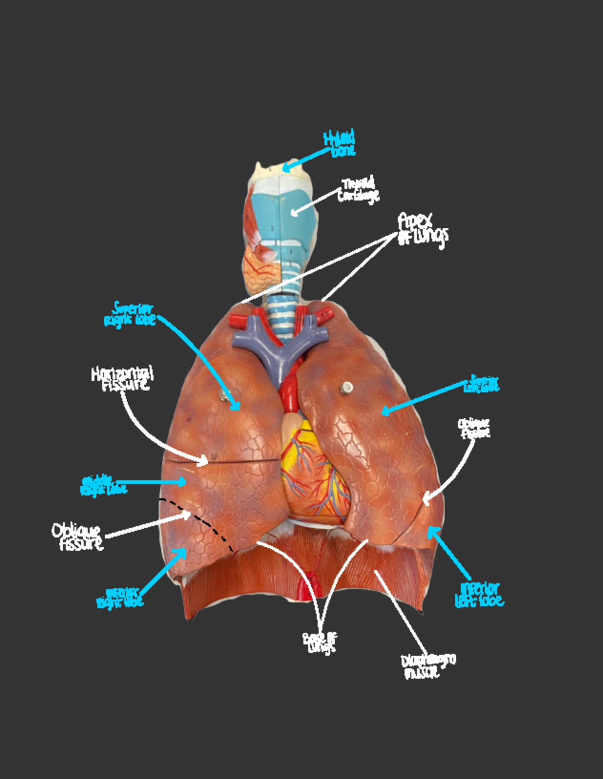 Anatomy And physiology Lab 4 - Hybrid bone L Thyroid cartilage Apex ...