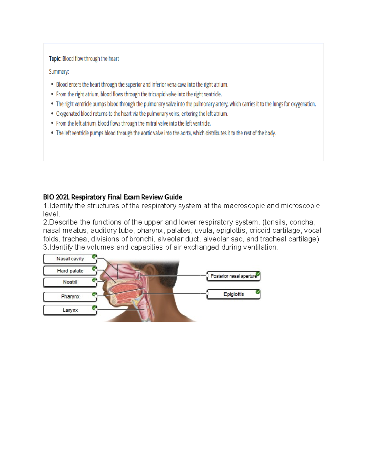 Study physio 2 document - BIO 202L Respiratory Final Exam Review Guide ...