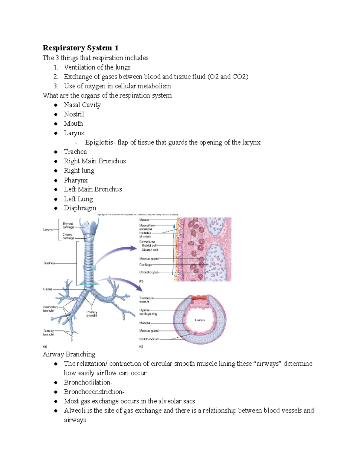 Human Physio Final Exam - Respiratory System 1 The 3 things that ...