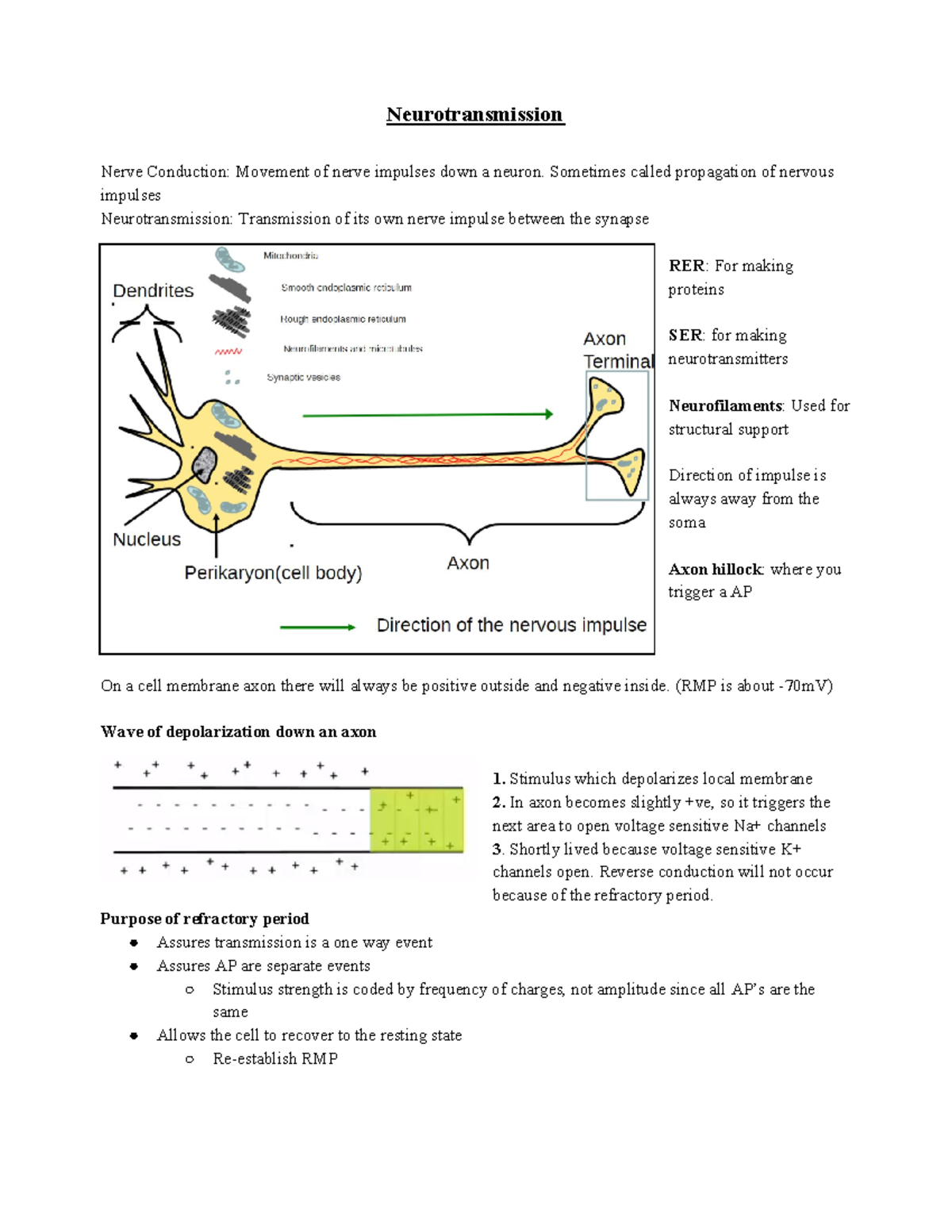 05 Neurotransmission - Lecture notes 5 - Neurotransmission Nerve ...
