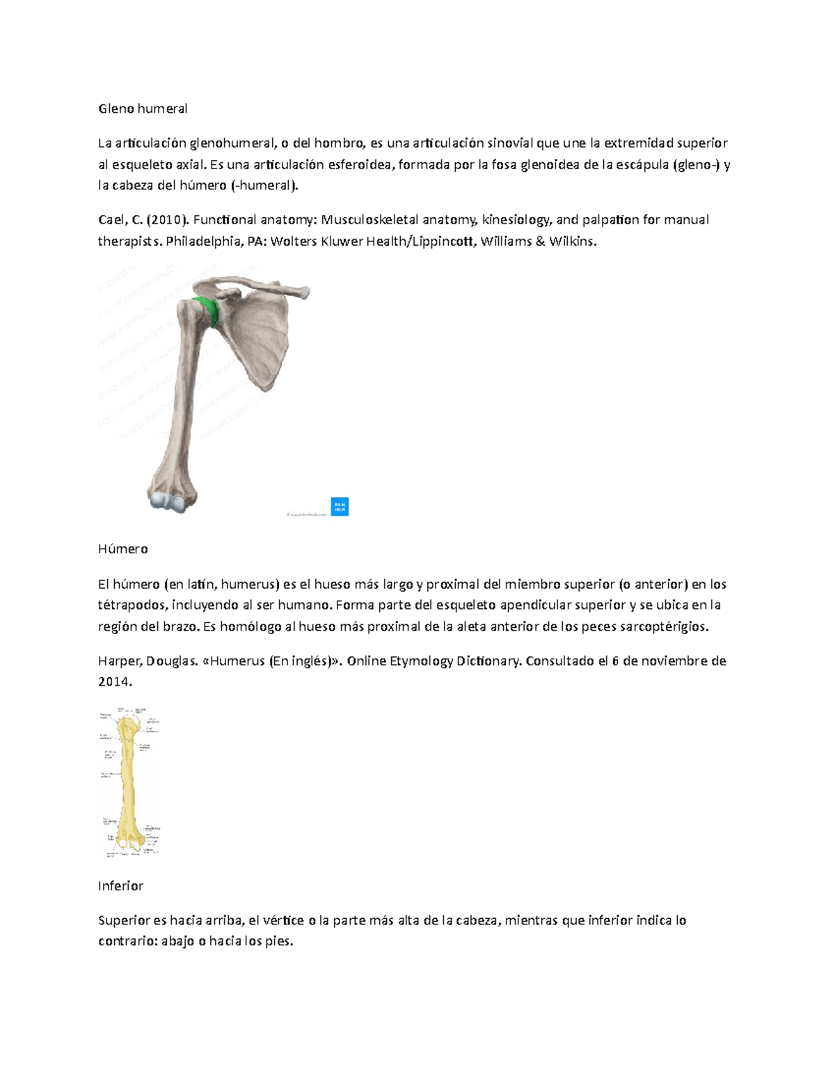 Gleno humeral-WPS Office - Gleno humeral La articulación glenohumeral ...