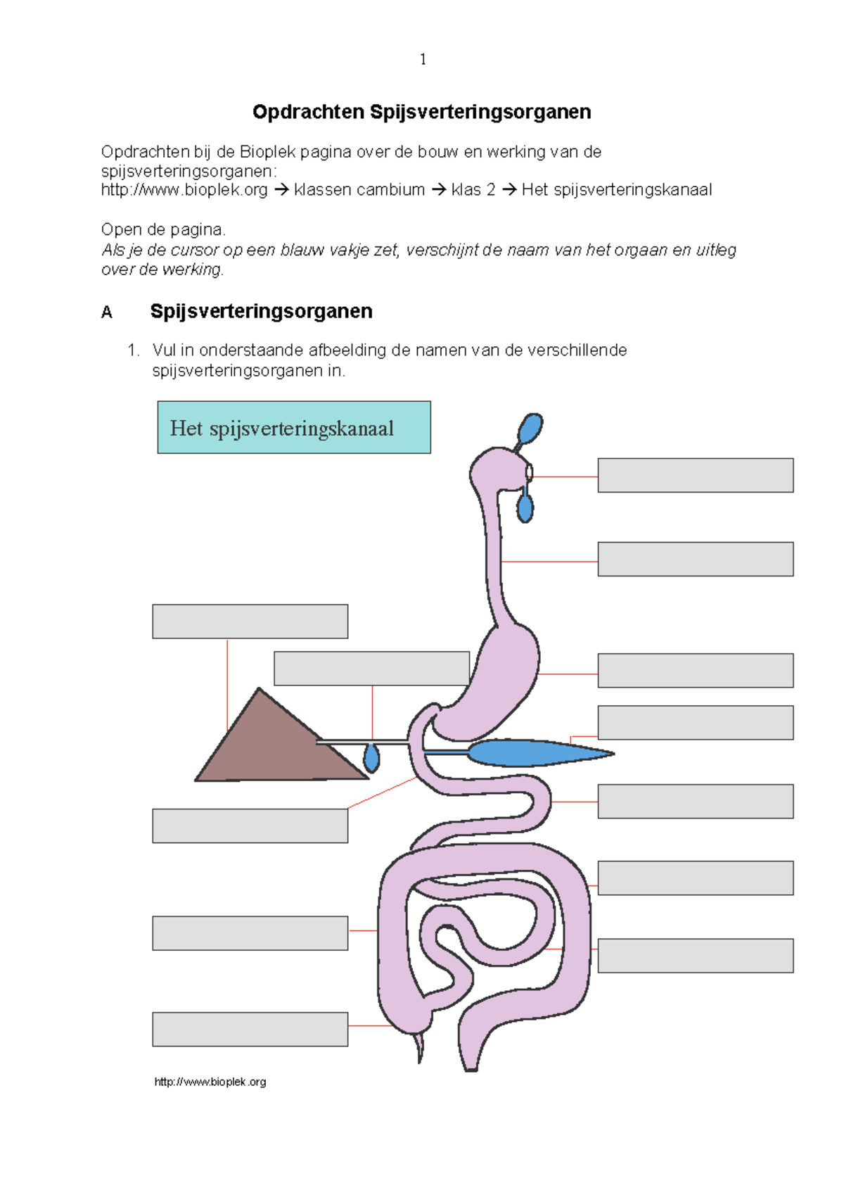 Spijsvertering - Anatomie - Opdrachten Spijsverteringsorganen ...