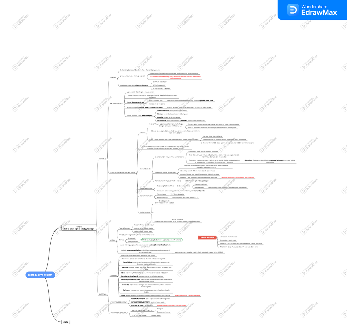 Mcnchapter 5-femaleonly - reproductive system female study of female ...