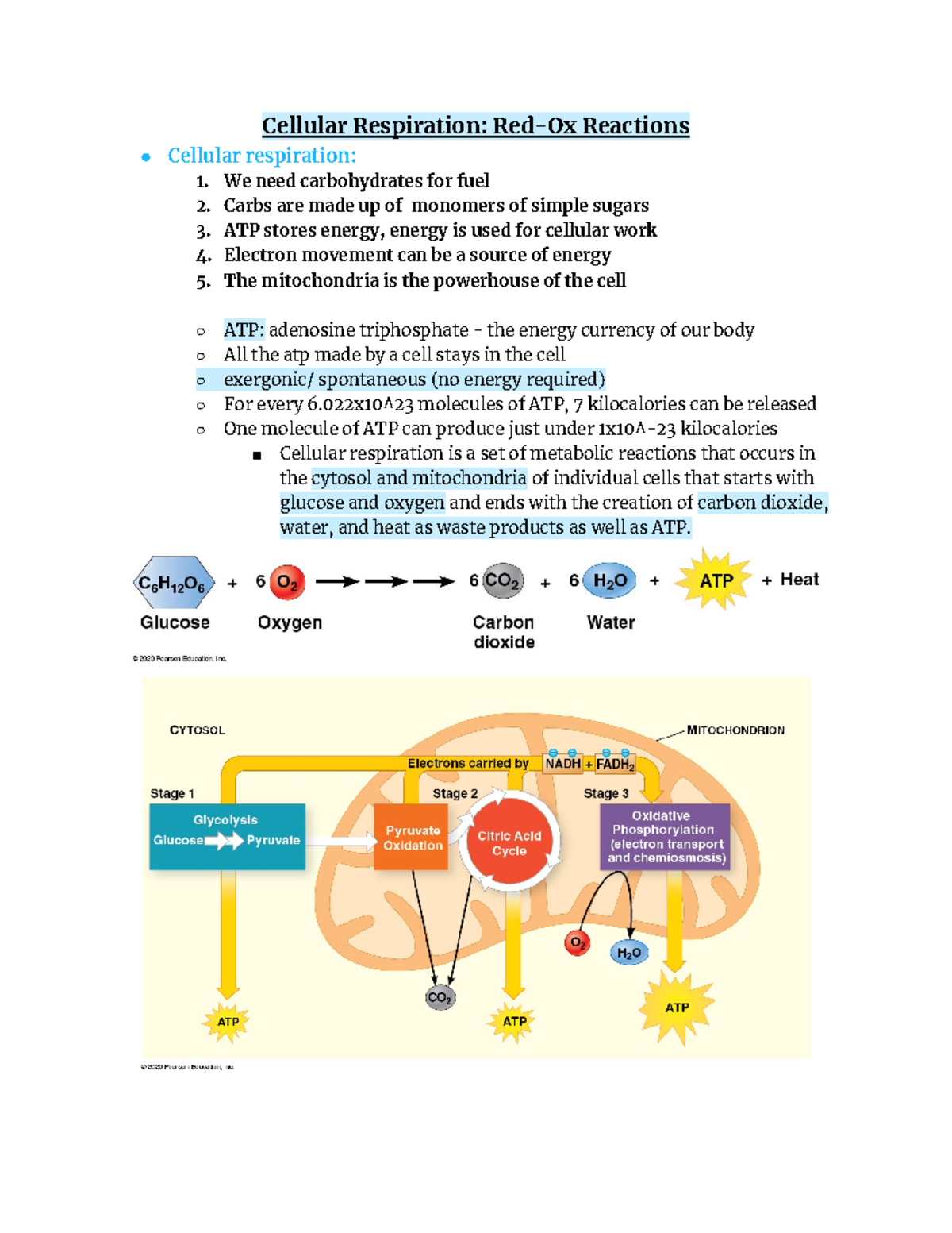 Chapter 9: Cellular Respiration and Red-Ox Reactions - Cellular ...