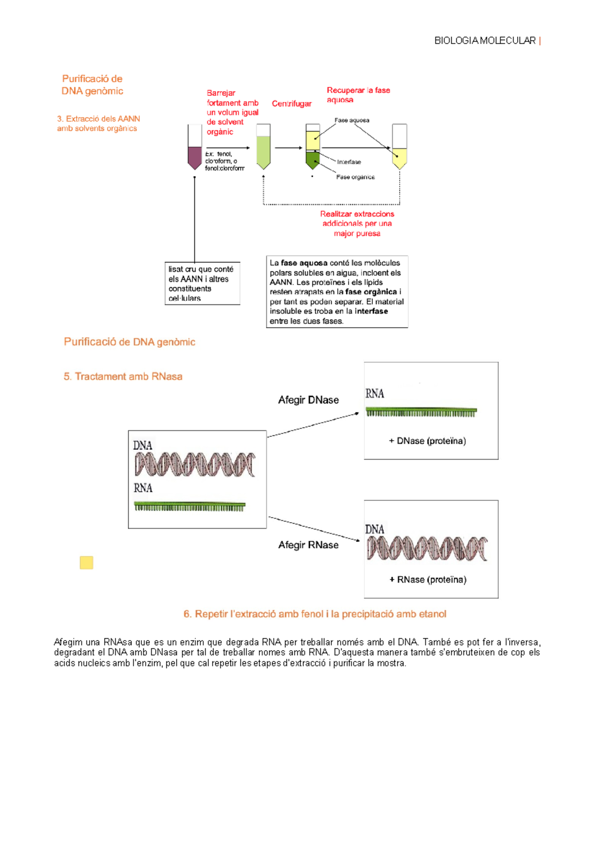 Biomol apunts 2024 - Afegim una RNAsa que es un enzim que degrada RNA per treballar només amb el ...