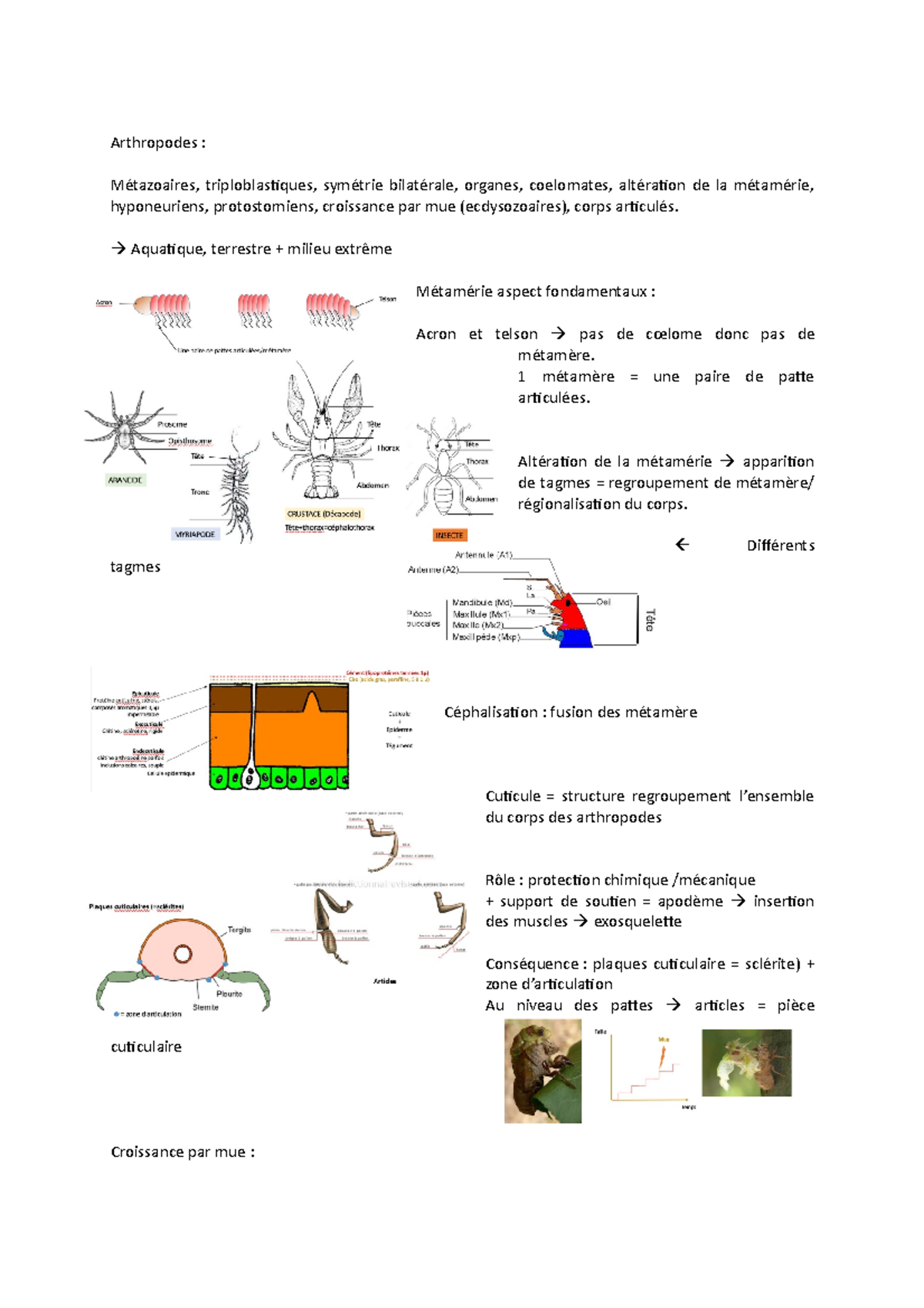Fiche cours Arthropodes - Arthropodes : Métazoaires, triploblastiques ...