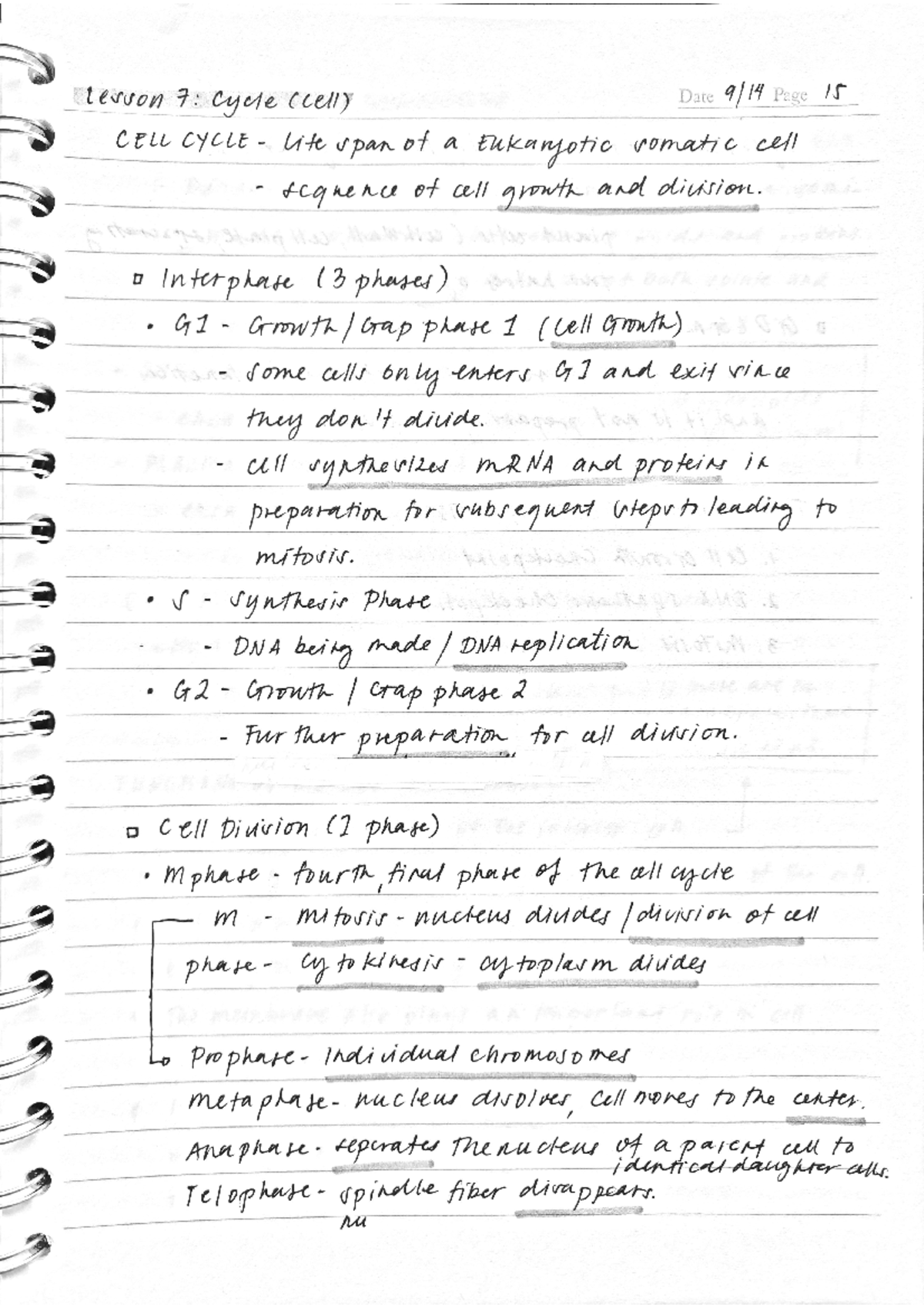 The Cell Cycle (Biology) - Biology - Studocu