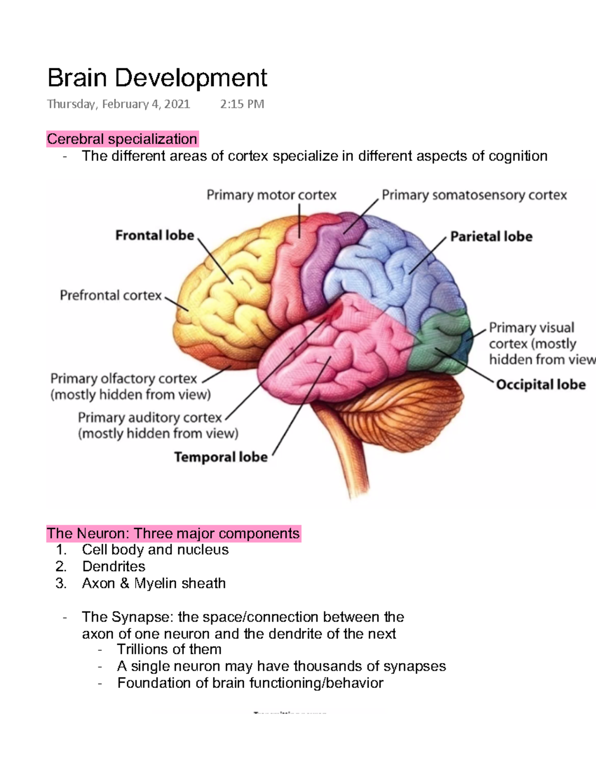 Brain Development - Dr. Jennifer Ganger - Cerebral specialization - The ...