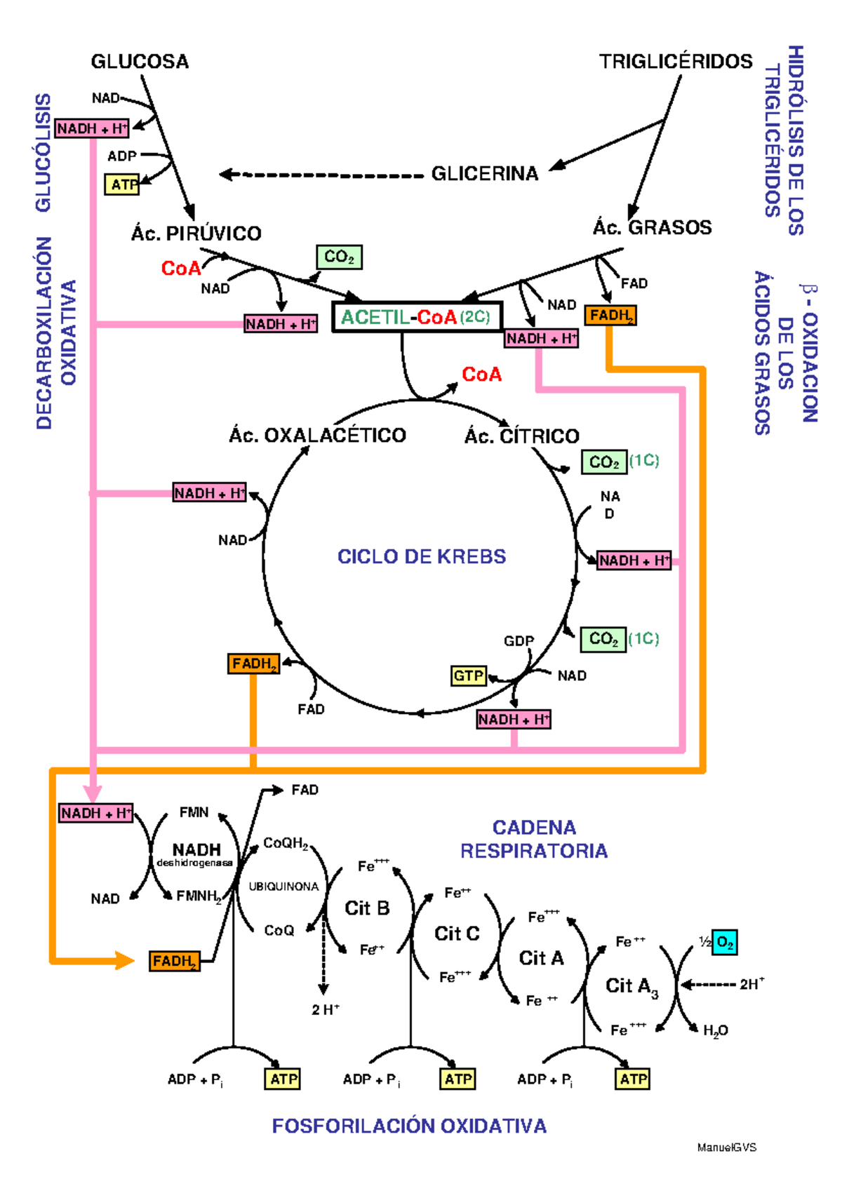 Metabolismo energetico - deshidrogenasa UBIQUINONA Cit B Cit C Cit A ...