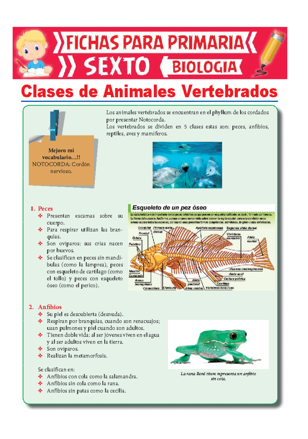 Clases de Animales Vertebrados para Sexto de Primaria 1 - Mejoro mi ...
