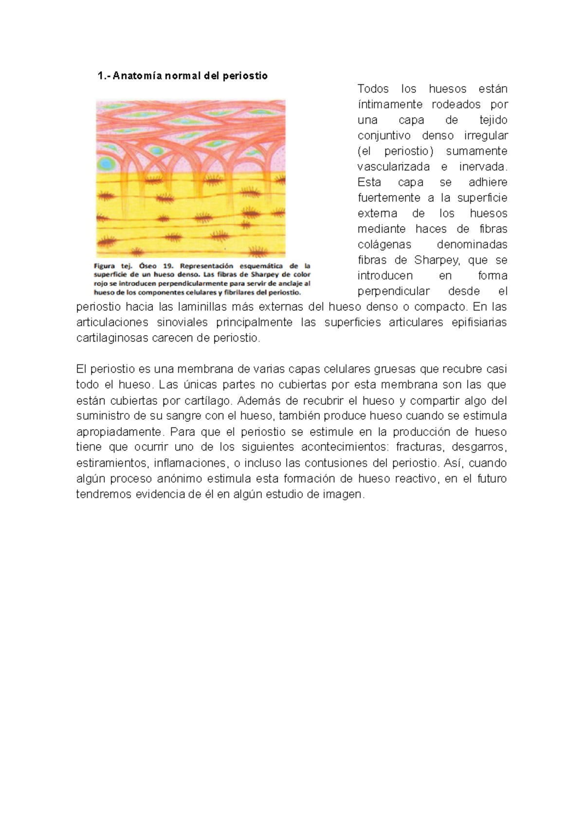 Anatomia normal del periostio - 1.- Anatomía normal del periostio Todos ...