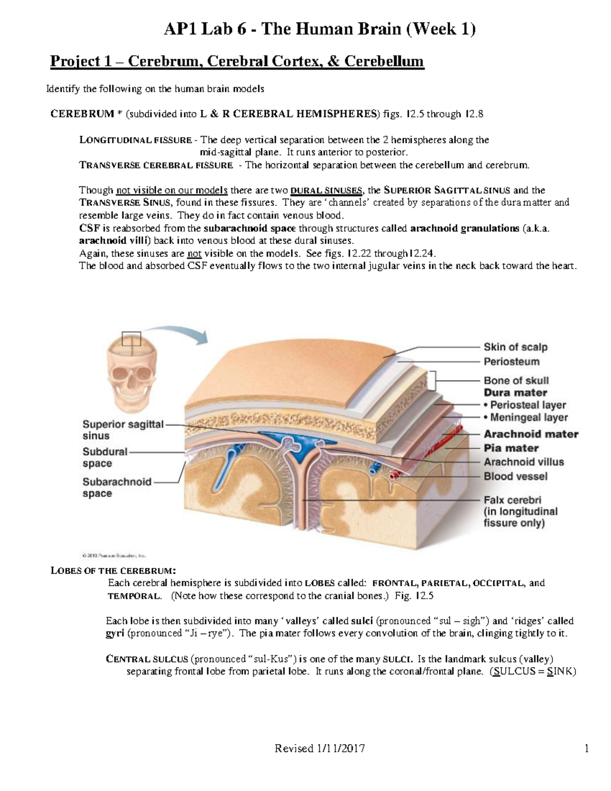 AP1 Lab 06 - brain - Lecture notes Lecture notes - AP1 Lab 6 - The ...