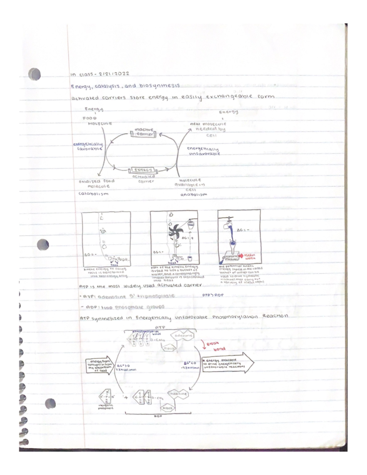 BIOS 041 lecture notes - spring 2022 - BIOS 041 - Studocu