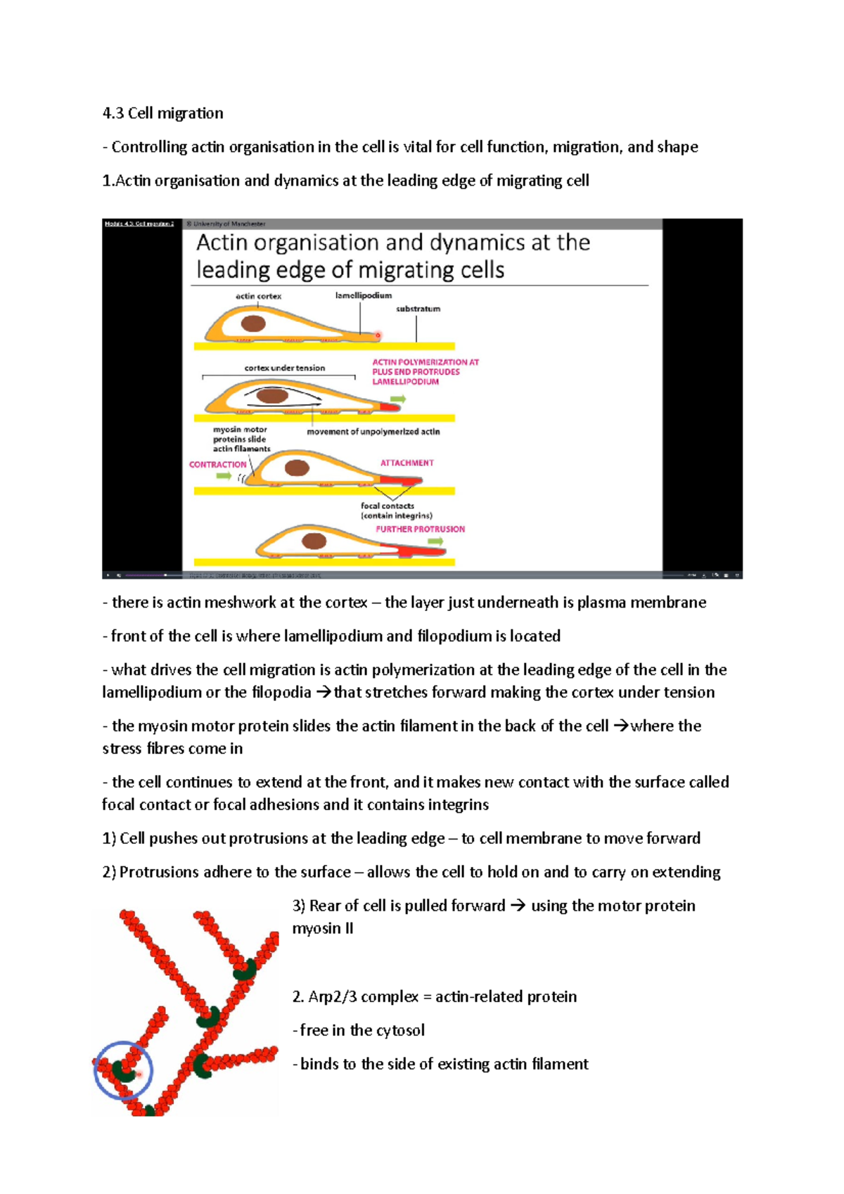 4.3 cell migration - Module 4: The cytoskeleton and molecular motors ...