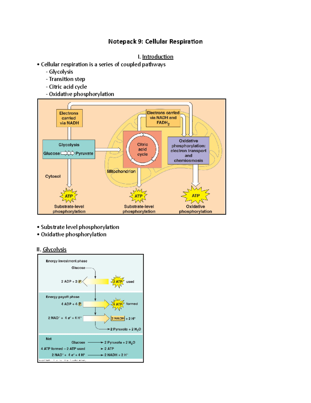 Substrate Level Phosphorylation In Cellular Respiration