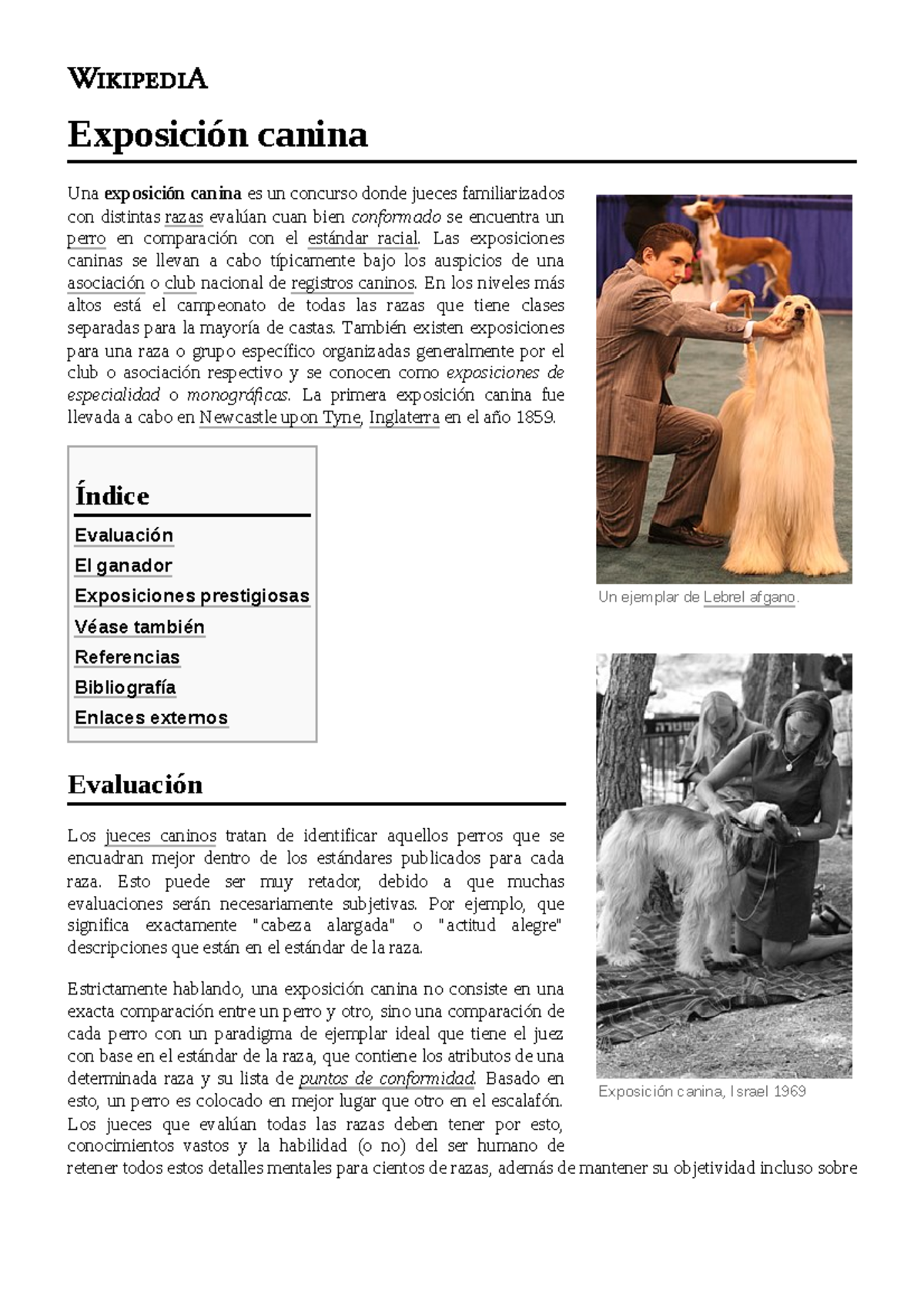 Exposición canina - saaaaaaaaaaa - Un ejemplar de Lebrel afgano ...