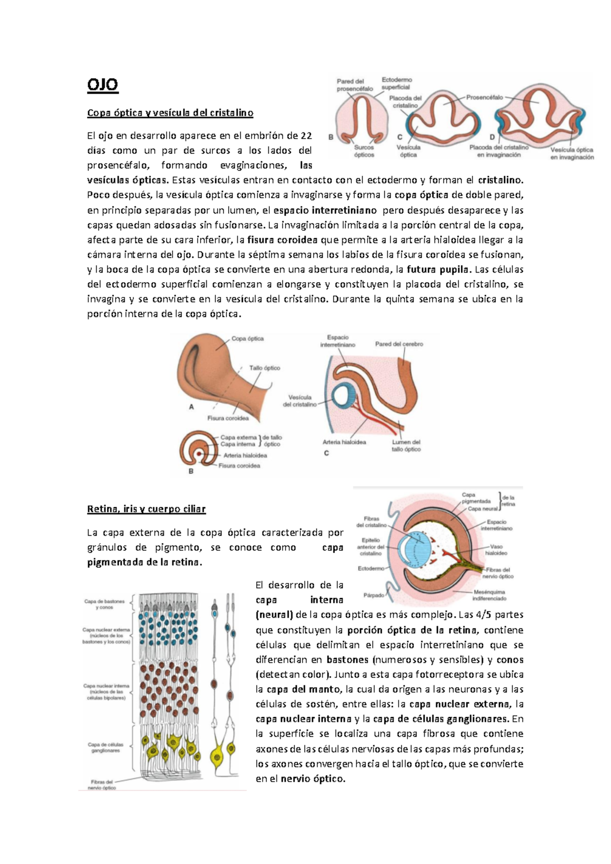 Embriología del ojo - Summary Oftalmología - OJO Copa óptica y vesícula ...