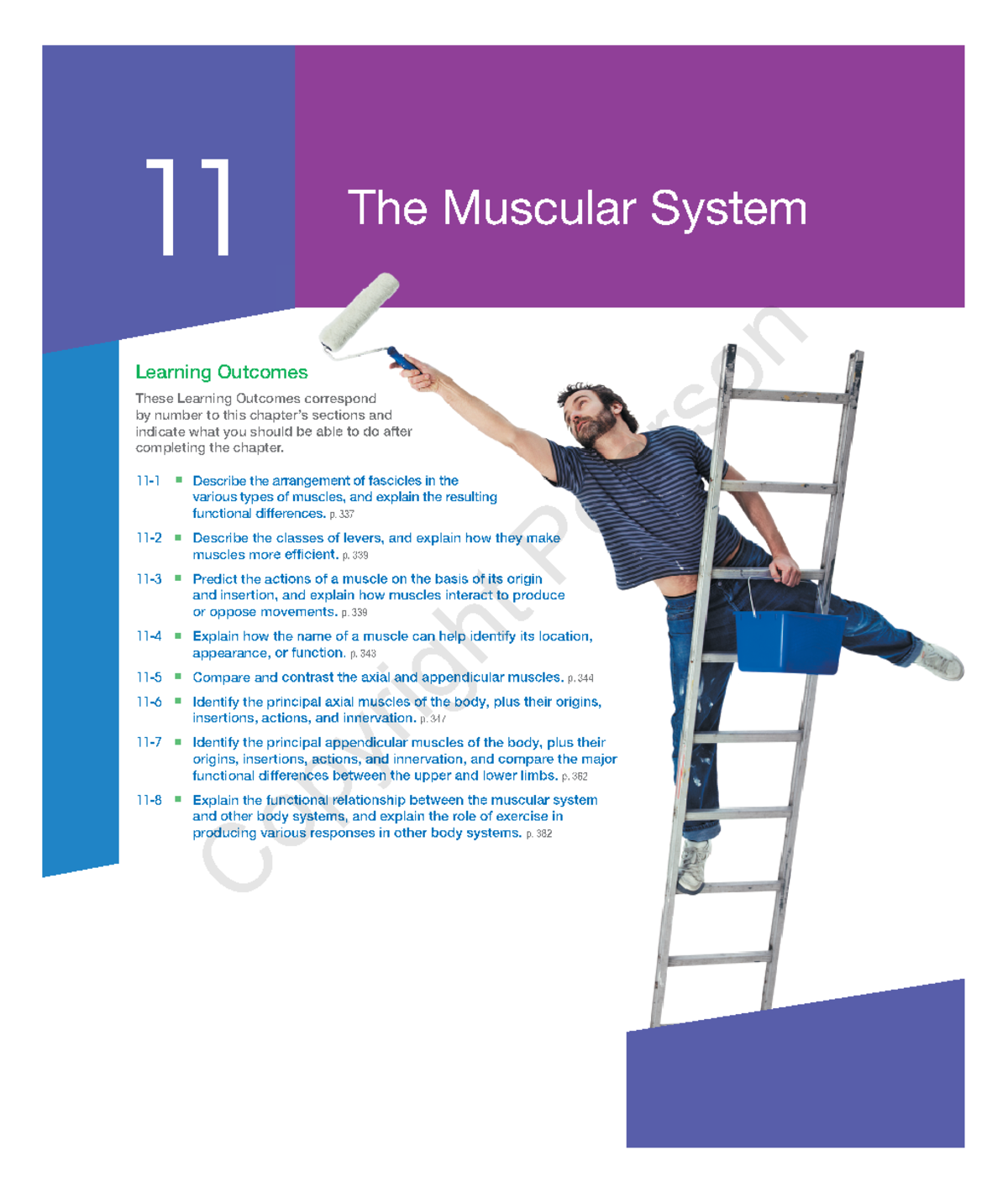 The Muscular System - Notes - The Muscular System 11 Learning Outcomes ...
