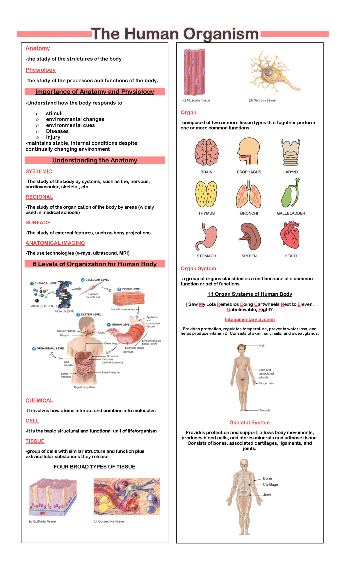 Anaphy 1 - the anatomy and physiology - The Human Organism Anatomy ...