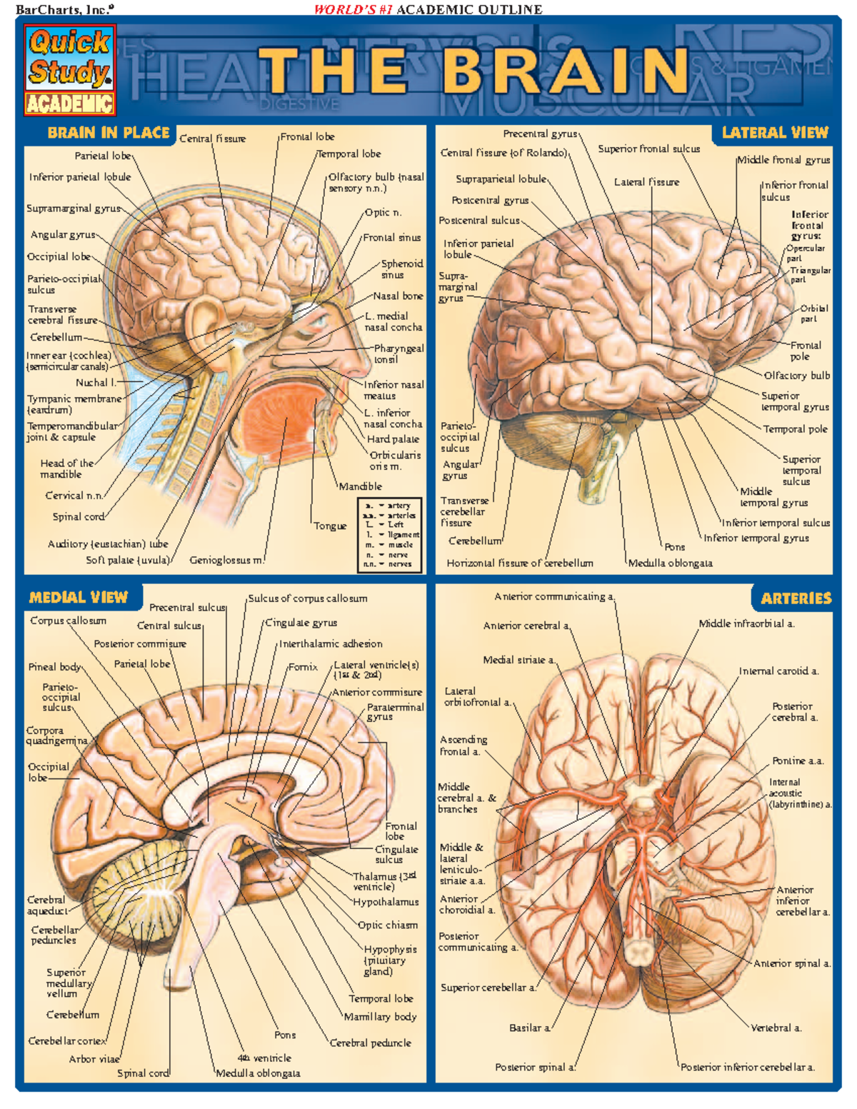 Anphy Illustrations The Brain - BRAIN IN PLACE Tympanic membrane ...
