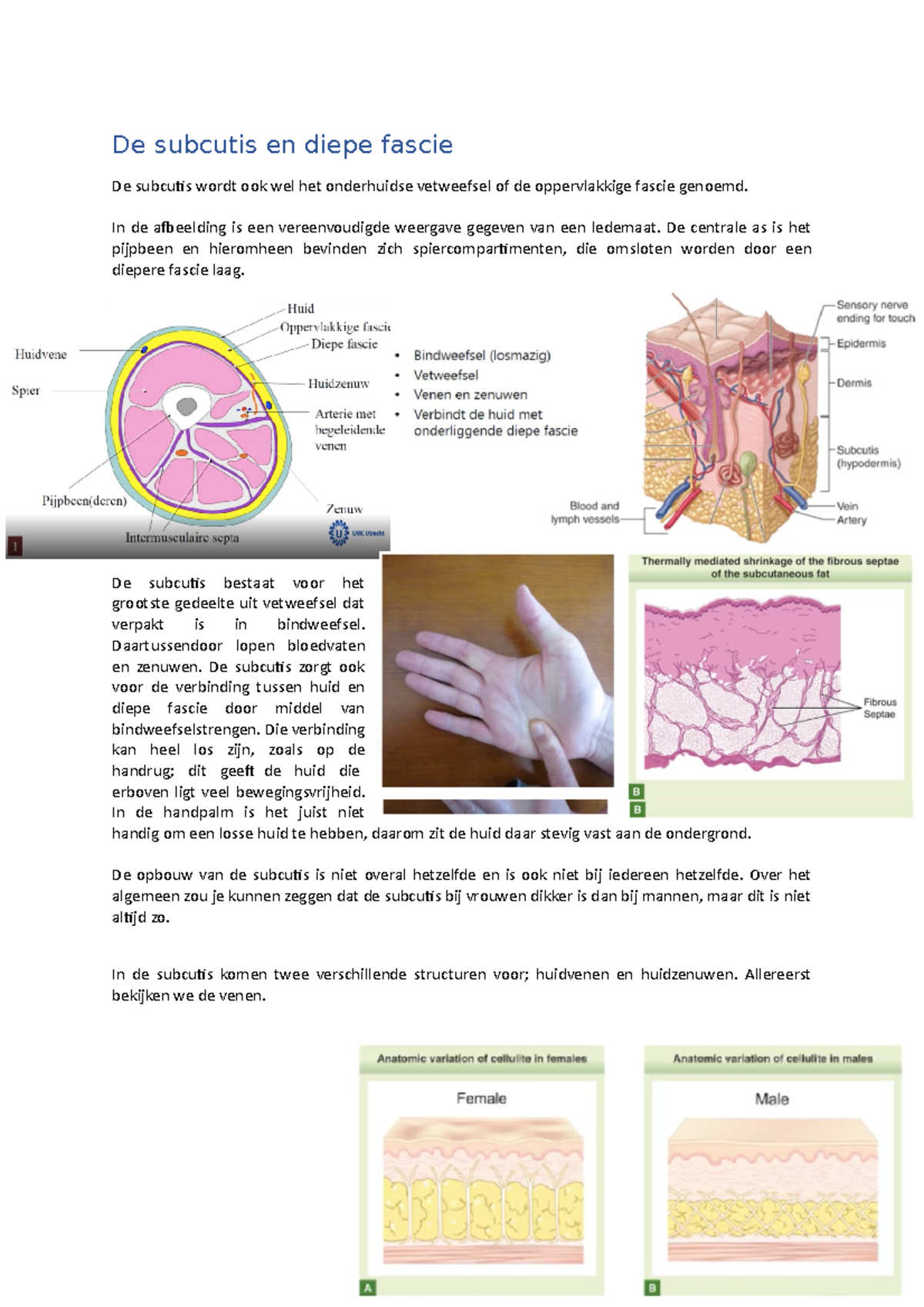 De subcutis en diepe fascie - In de afbeelding is een vereenvoudigde ...