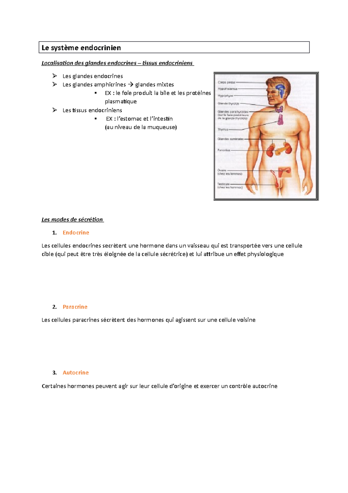 Le système endocrinien - Le système endocrinien Localisation des ...