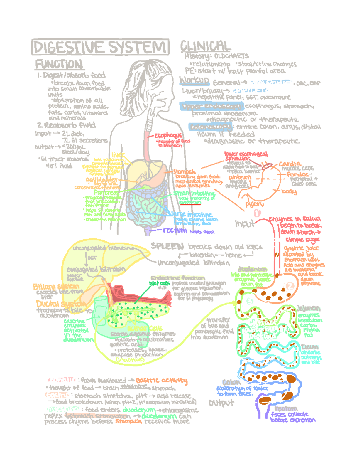 Gastrointestinal System Pathology - DITESEISTEMI Gistonmontarts ...