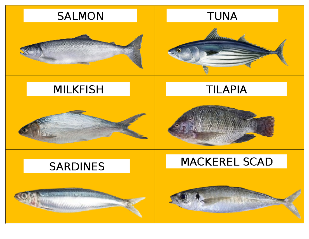 Fishes - kinds of fish - Information System - SALMON TUNA MILKFISH ...