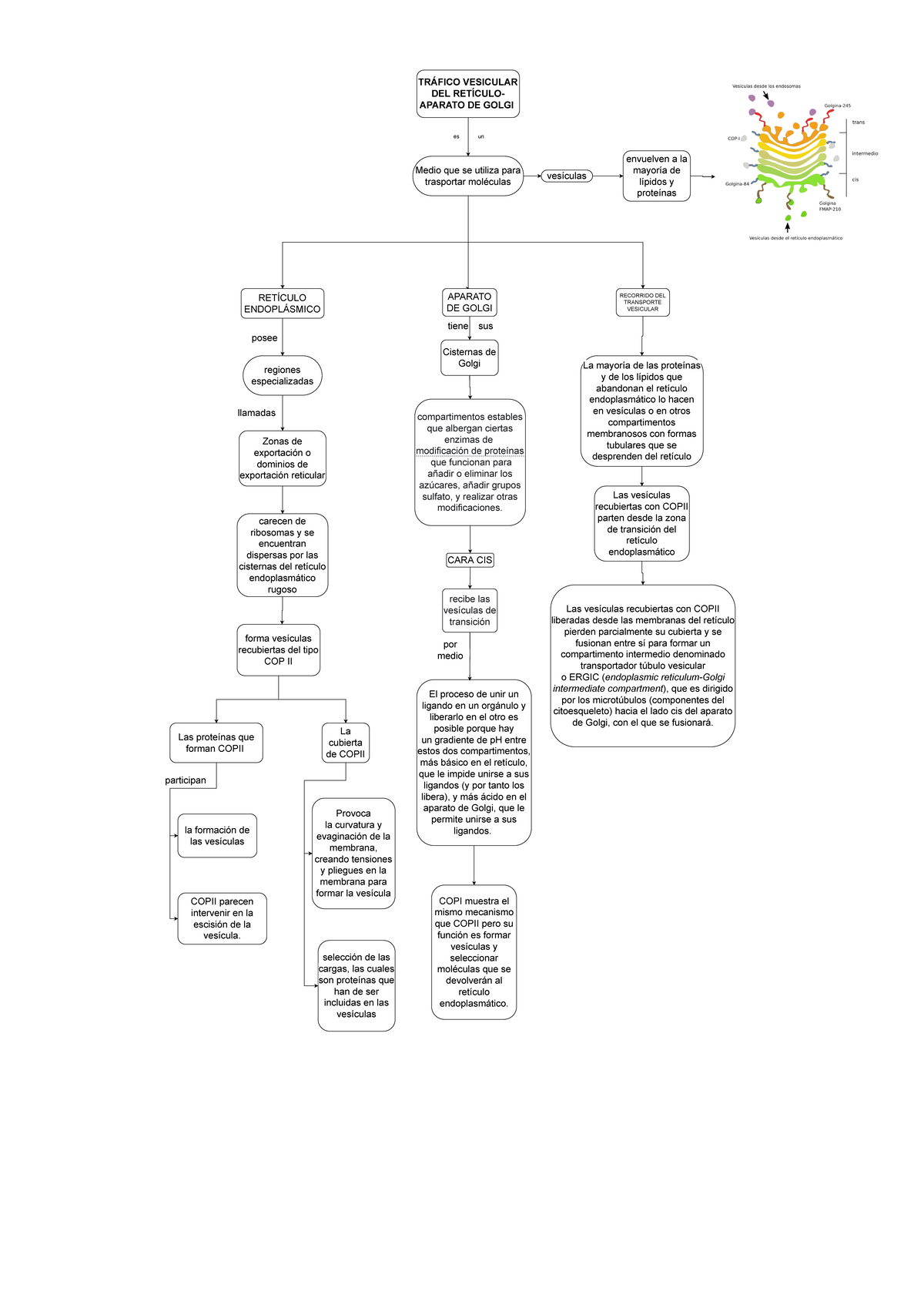 MAPA Conceptual Transporte Vesicular - TRÁFICO VESICULAR DEL RETÍCULO ...