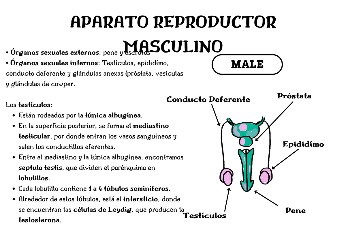 Aparato Reproductor Masculino 💙 - MALE APARATO REPRODUCTOR MASCULINO ...