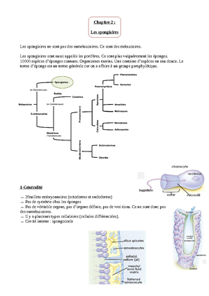 Biologie animale L1 - S1 - Chapitre 1-2-3-4 - BIOLOGIE ANIMALE Animal (nom de genre et nom d ...
